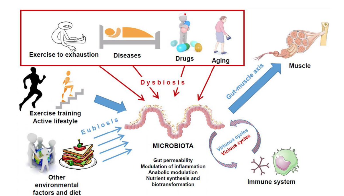 Microbiota Intestinale Funzione Squilibrio E Analisi | My XXX Hot Girl Microbiota Intestinale Funzione Squilibrio E Analisi | My XXX Hot Girl